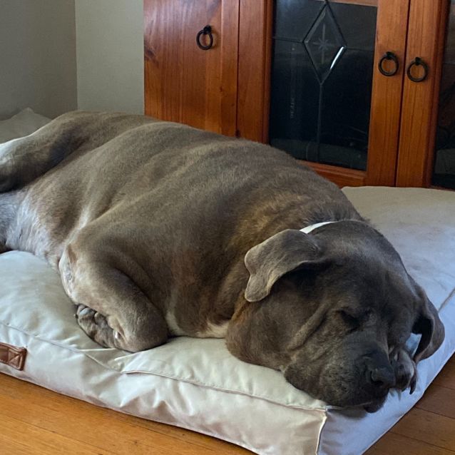 Jemma - Large Female Neapolitan Mastiff Dog in VIC - PetRescue