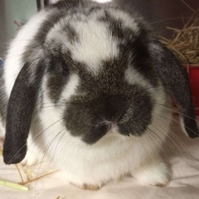 Smudge (Bun-Bun) - Male Dwarf lop Rabbit in VIC - PetRescue