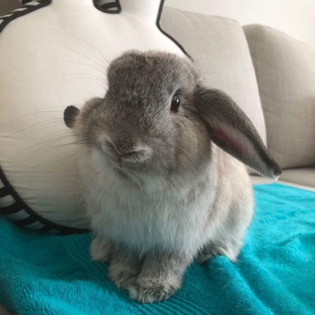 Grayson - Male Rabbit in VIC - PetRescue