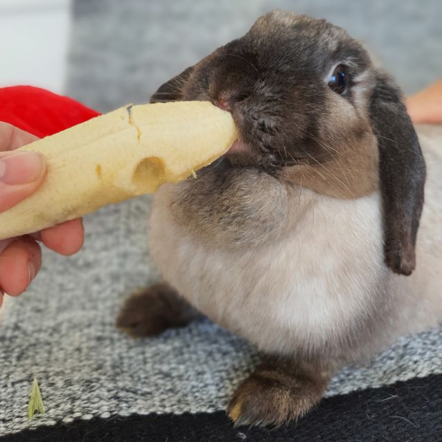 Regina - Female Lop Eared Rabbit in VIC - PetRescue
