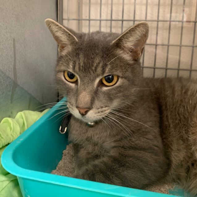 Herbert - Male Domestic Short Hair Cat in QLD - PetRescue