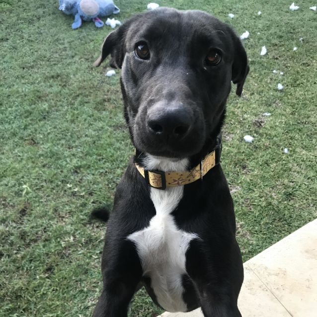 Luna - Medium Female Greyhound x Labrador Dog in QLD - PetRescue