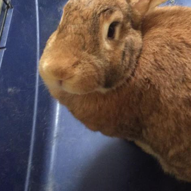 Dusty and Smokey - Female Flemish Giant Mix Rabbit in VIC - PetRescue
