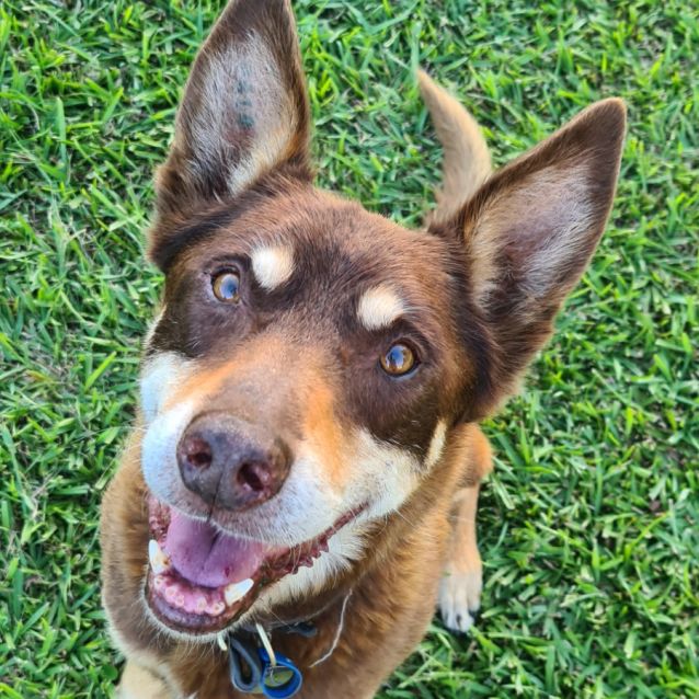 Rai - Medium Male Kelpie Dog in NSW - PetRescue