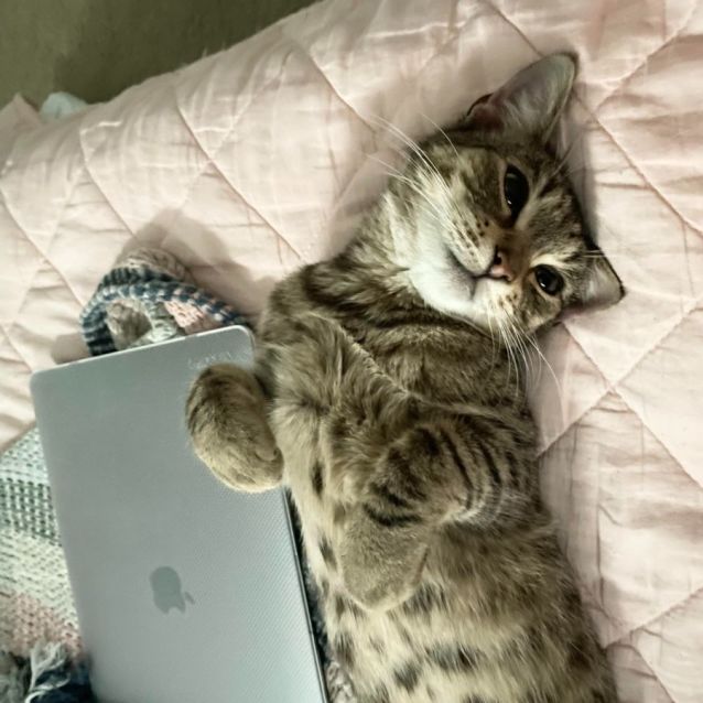 Tilda - Female Manx Mix Cat in QLD - PetRescue