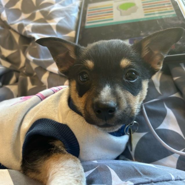 Akuna - Medium Male Cattle Dog Mix Dog in VIC - PetRescue