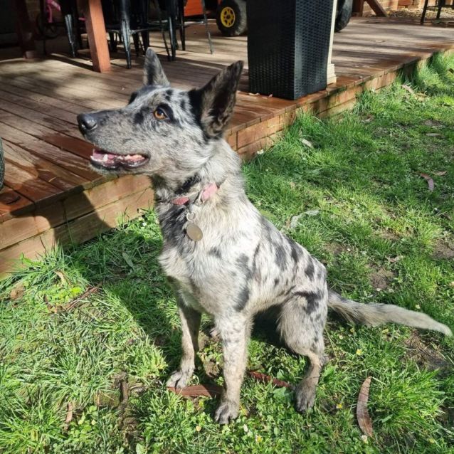 Rosie - Large Female Koolie Mix Dog in VIC - PetRescue
