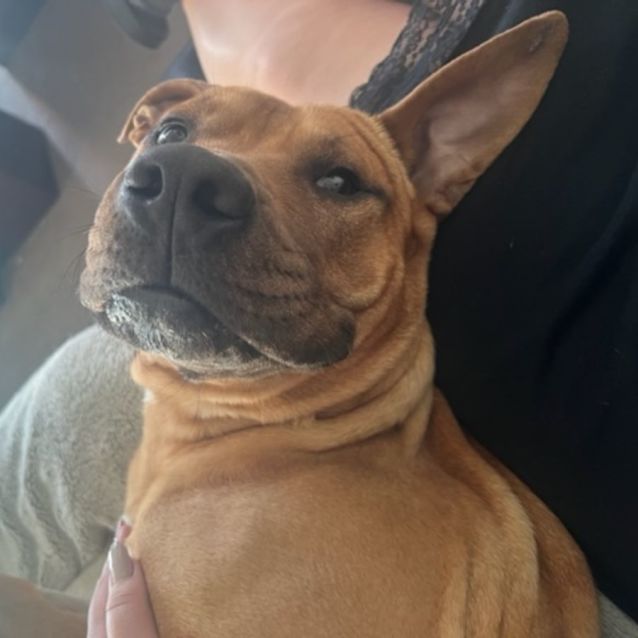 Axe - Medium Male American Staffordshire Terrier x Ridgeback Mix Dog in ...