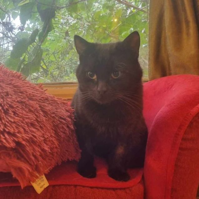 Nebbie - Male Domestic Short Hair Cat in VIC - PetRescue