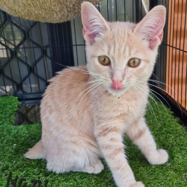 Nani - Female Manx Mix Cat in QLD - PetRescue