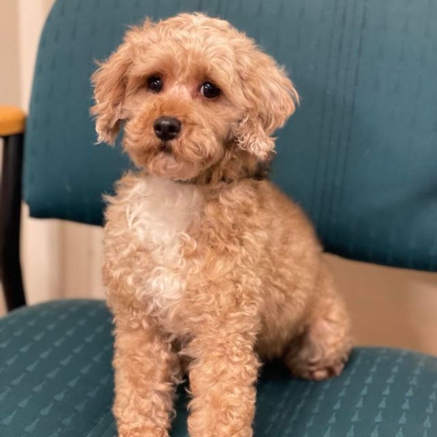 Foxy - Small Female Poodle Dog in QLD - PetRescue