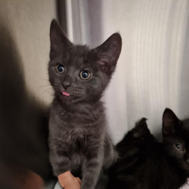 Periwinkle - Located in Cranbourne West - Male Domestic Short Hair Cat ...