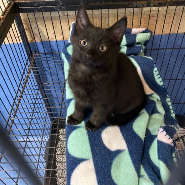 Neville - Male Domestic Short Hair Cat in NSW - PetRescue