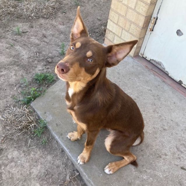 Bailey - Medium Male Kelpie Dog in NSW - PetRescue