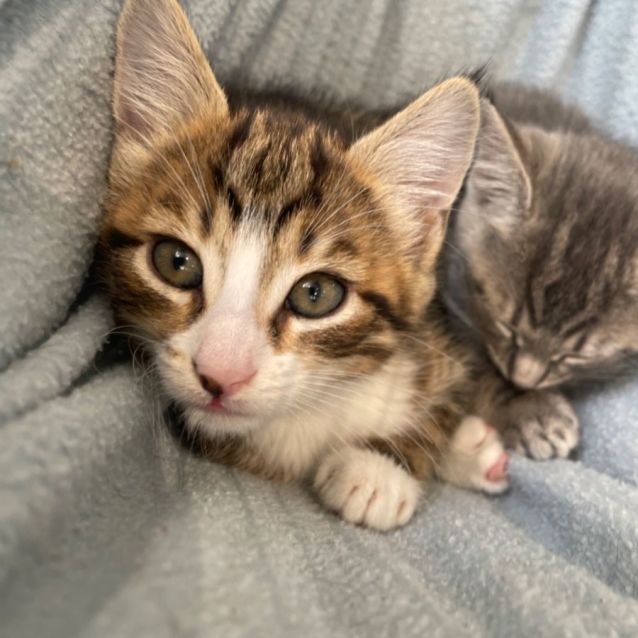 Flerken - Female Domestic Short Hair Cat in NSW - PetRescue