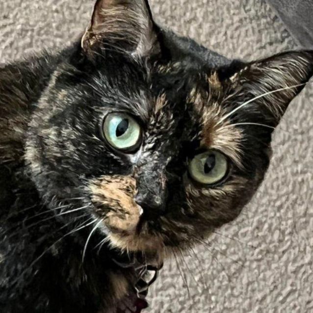 Ella-Bella Speranza - Female Domestic Medium Hair Mix Cat in VIC ...