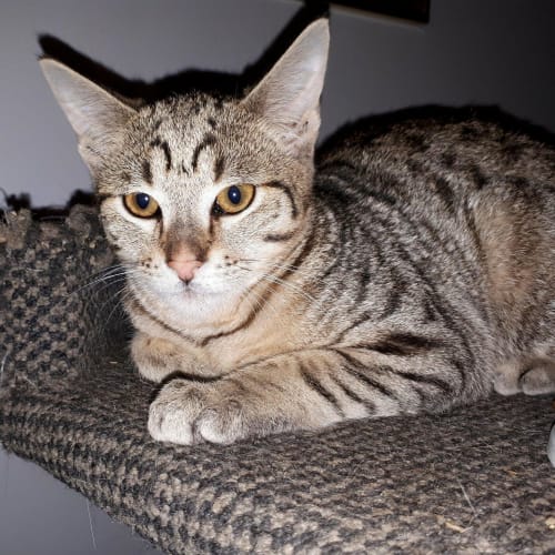 Search Rescue Cats and Kittens - PetRescue