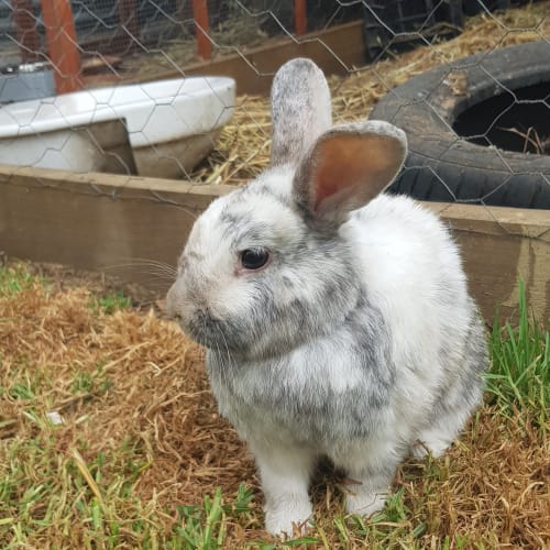 Search Rescue Pets - PetRescue