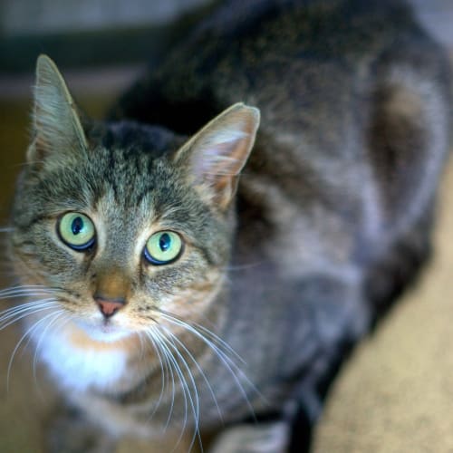 Search Rescue Cats and Kittens - PetRescue