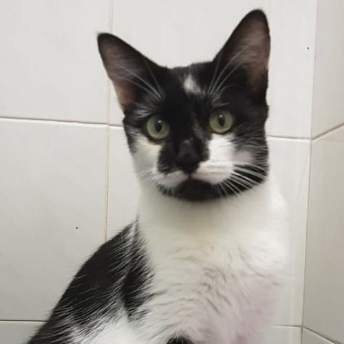 Search Rescue Cats and Kittens - PetRescue