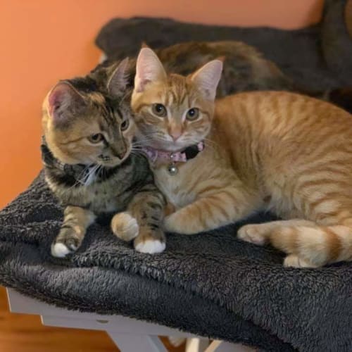 Search Rescue Cats and Kittens - PetRescue