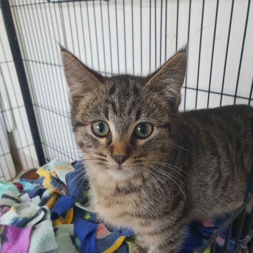 Search Rescue Cats and Kittens - PetRescue