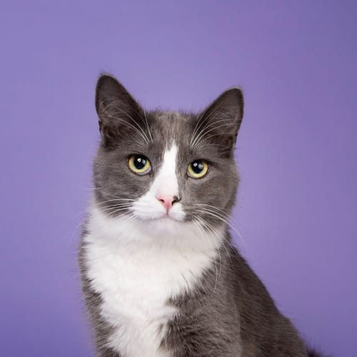 Search Rescue Cats and Kittens - PetRescue