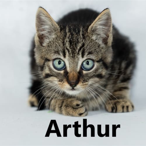 Search Rescue Cats and Kittens - PetRescue