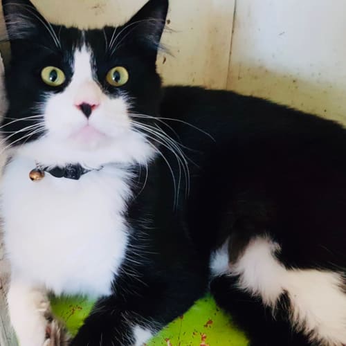 Search Rescue Cats and Kittens - PetRescue