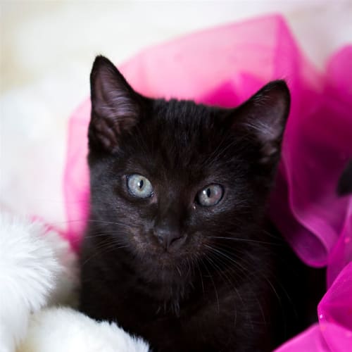 Search Rescue Cats and Kittens - PetRescue