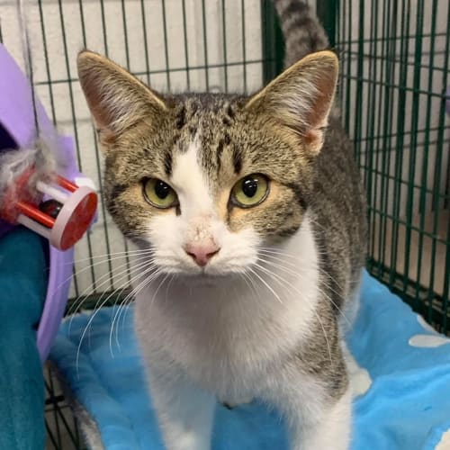 Search Rescue Cats and Kittens - PetRescue