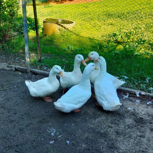 Forever Friends Animal Rescue - PetRescue