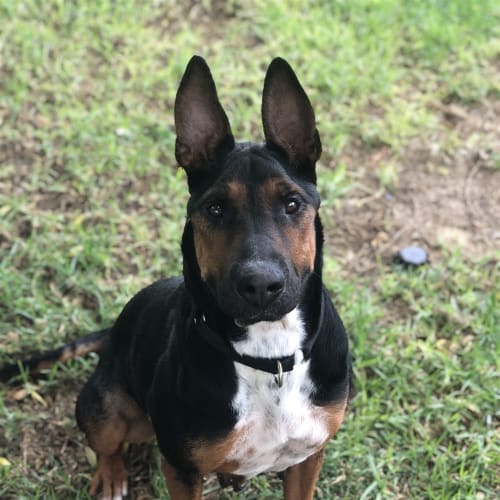 Search Rescue Dogs and Puppies - PetRescue