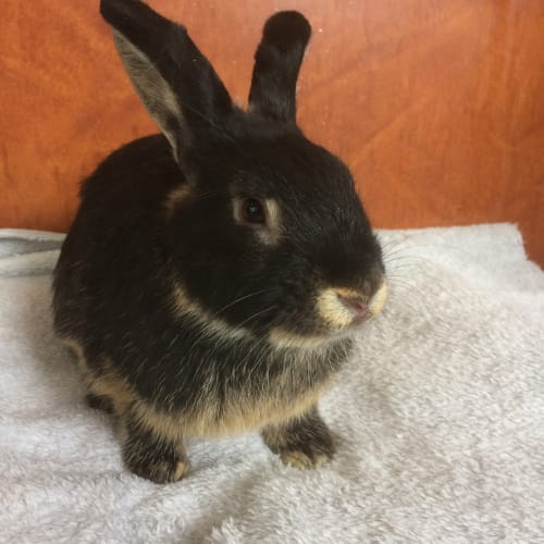 Search Rescue Pets - PetRescue