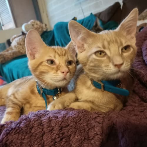 Search Rescue Pets - PetRescue