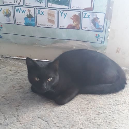 Search Rescue Pets - PetRescue