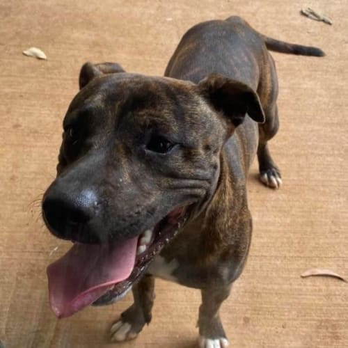 Search Rescue Pets - PetRescue