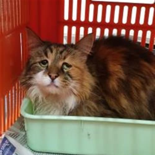 Search Rescue Pets - PetRescue