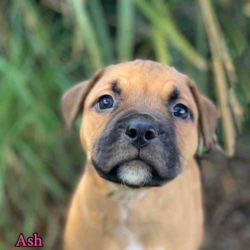 Search Rescue Dogs and Puppies - PetRescue