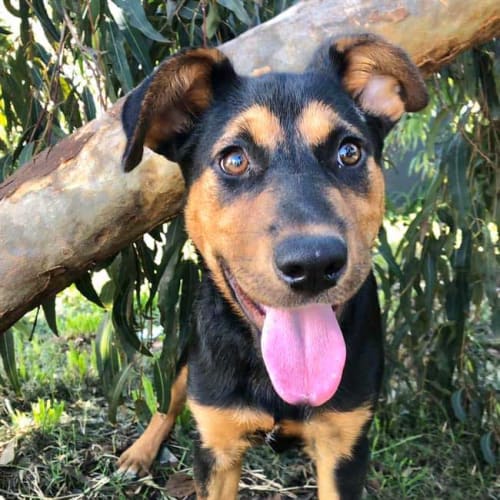 Search Rescue Pets - PetRescue