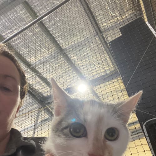 Search Rescue Pets - PetRescue