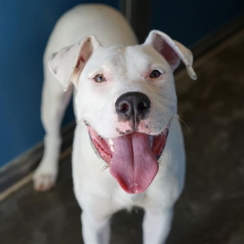 Search Rescue Pets - PetRescue