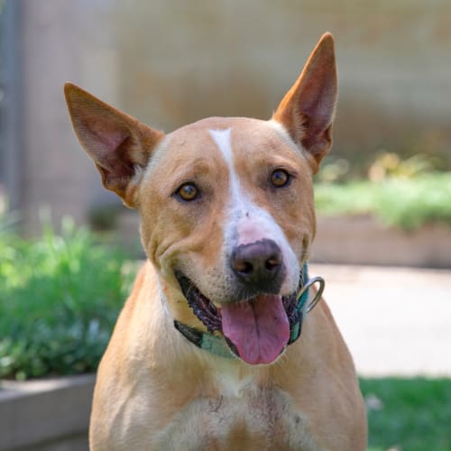 Search Rescue Pets - PetRescue