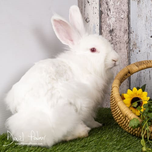 Search Rescue Pets - PetRescue