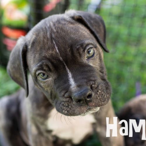 Search Rescue Pets - PetRescue