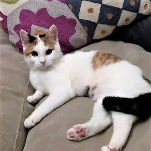 Search Rescue Cats and Kittens - PetRescue