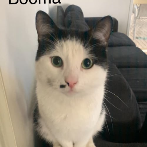 Search Rescue Pets - PetRescue