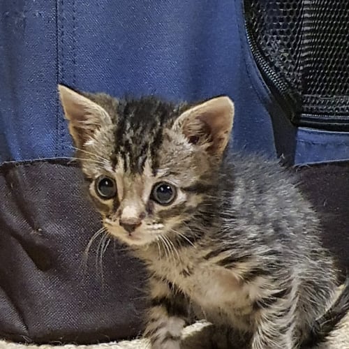 Search Rescue Cats and Kittens - PetRescue