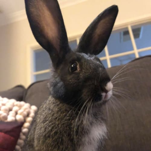 Search Rescue Pets - PetRescue