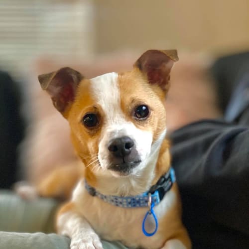 Search Rescue Pets - PetRescue